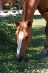 Robes - Hippologie.fr