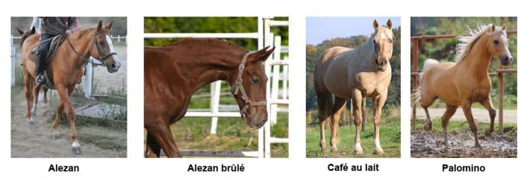Robes - Hippologie.fr